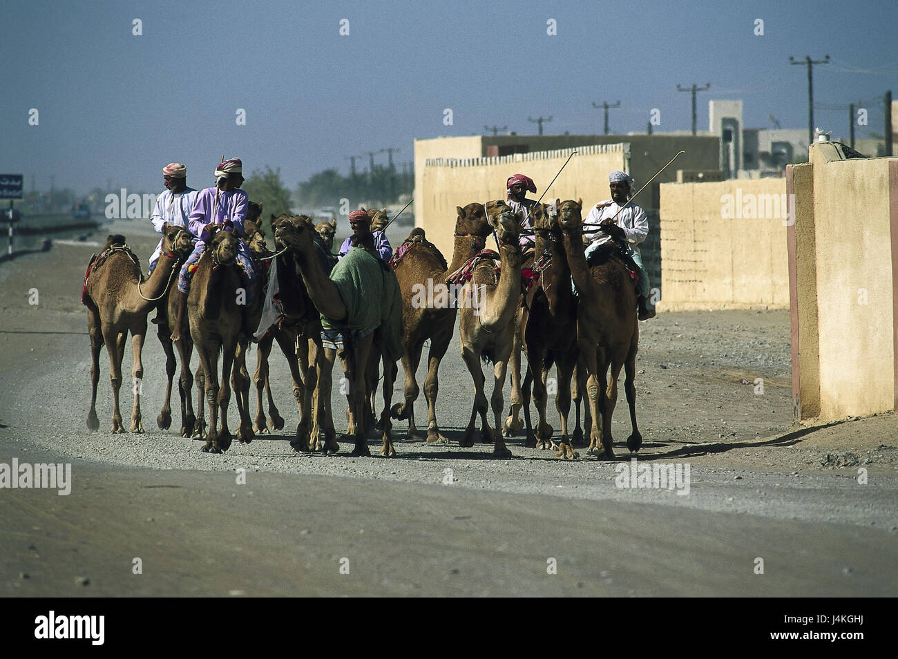 Oman, Suhar, camel caravan Arabian peninsula, camels, dromedaries, ride ...