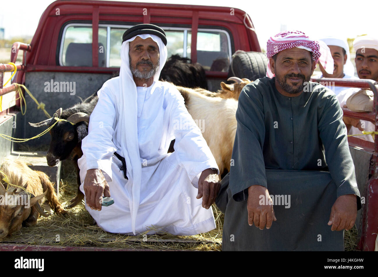United Arab Emirates, Racing Al-Khaimah, cattle market, pick-up ...