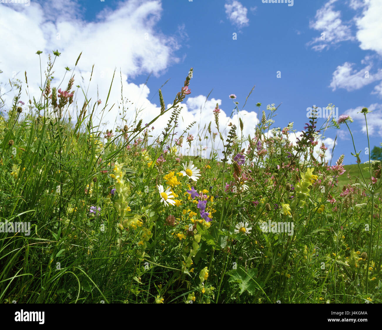 Summer flower meadow, beautyful clouds mountain pasture, flower meadow ...
