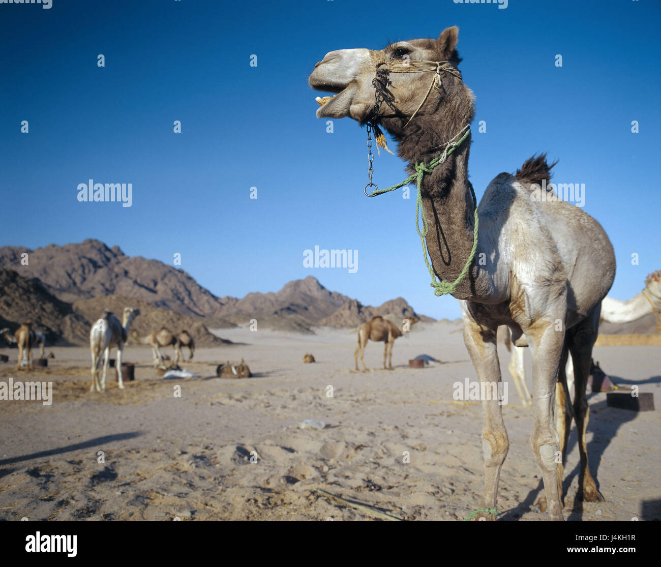 Egypt, Hurghada, desert, camels Africa, mountain desert, sandy soil ...
