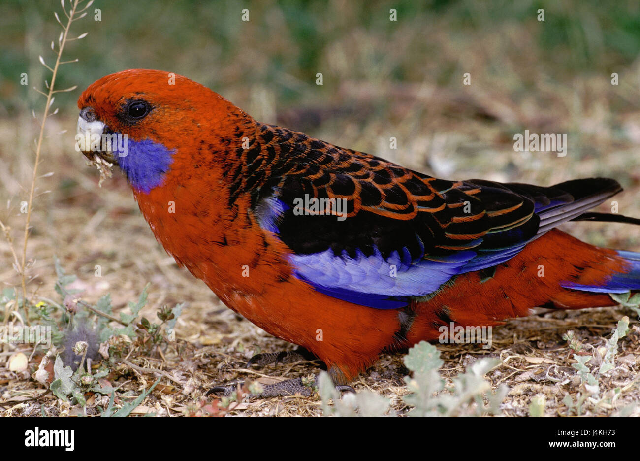 Pennantsittich, Platycercus elegans Australia, Wilson Promontory ...