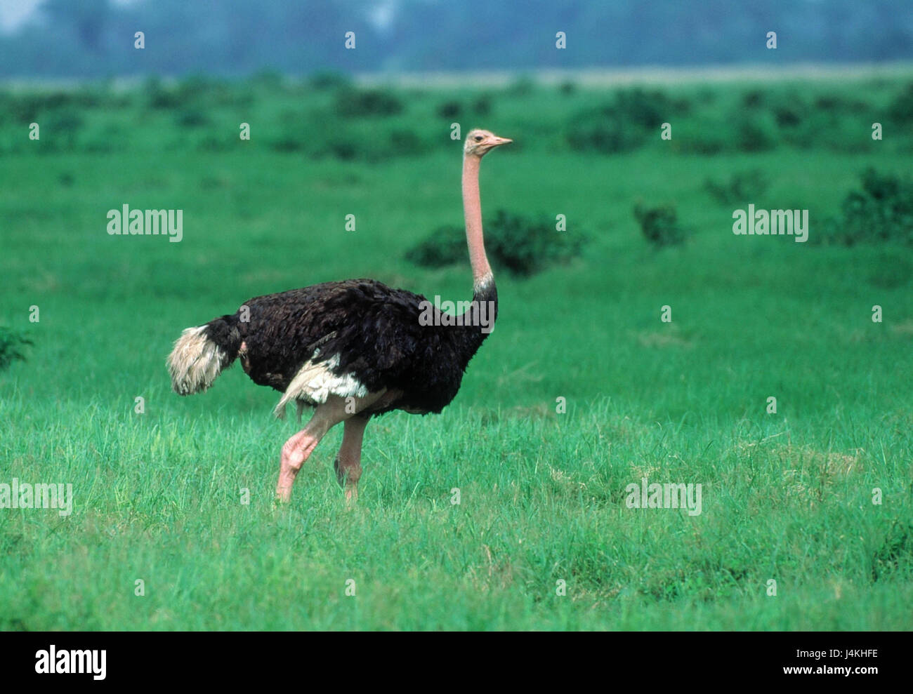 Meadow, bunch, Struthio camelus animals, wild animals, scenery, bird ...