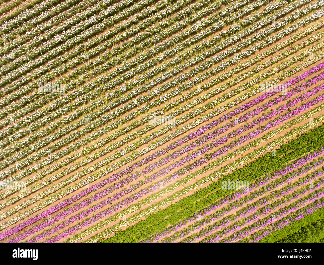 aerial of commercial flower fields, Lompoc, California Stock Photo - Alamy