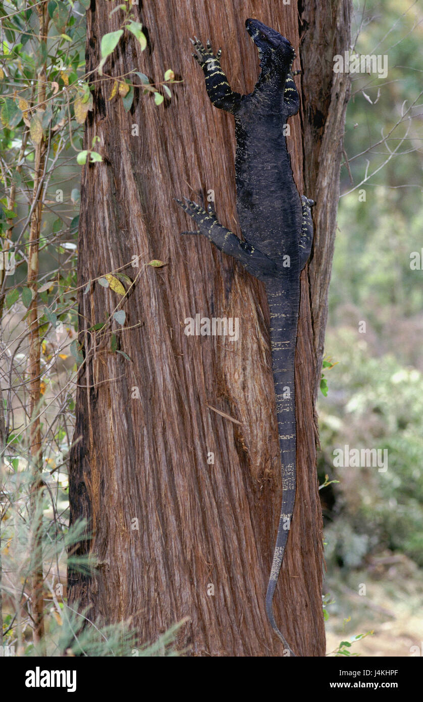 Warane hi-res stock photography and images - Alamy