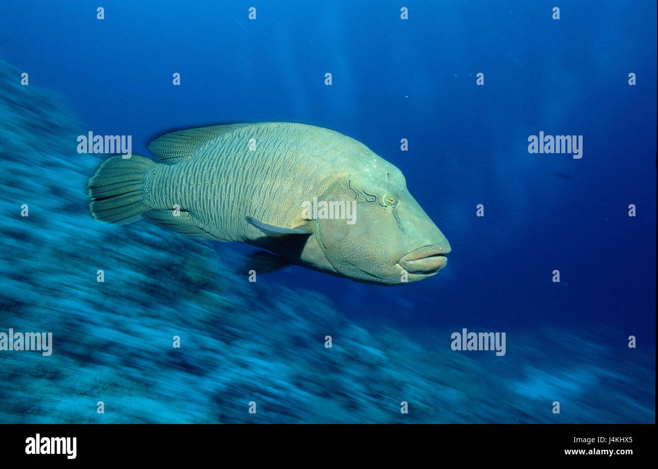 Napoleon's fish, Cheilinus undulatus Stock Photo - Alamy