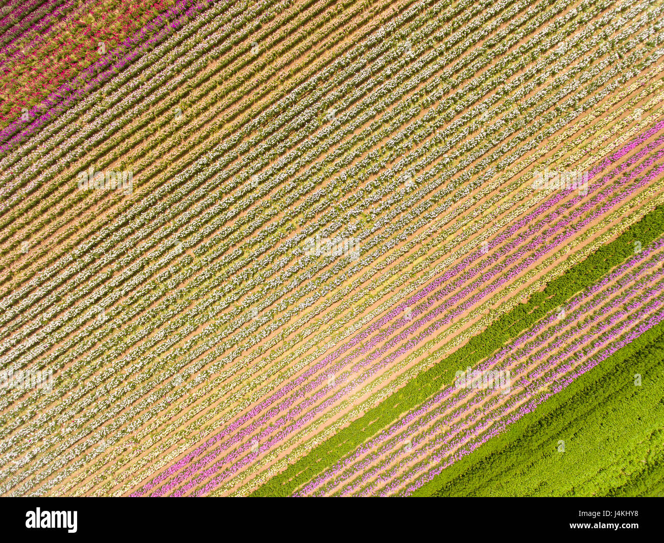 aerial of commercial flower fields, Lompoc, California Stock Photo - Alamy