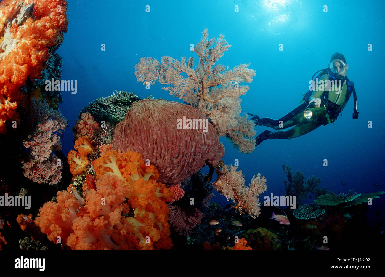Diver, coral reef Stock Photo - Alamy
