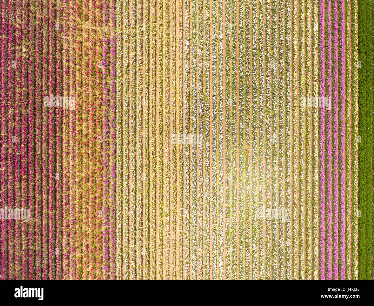 aerial of commercial flower fields, Lompoc, California Stock Photo - Alamy