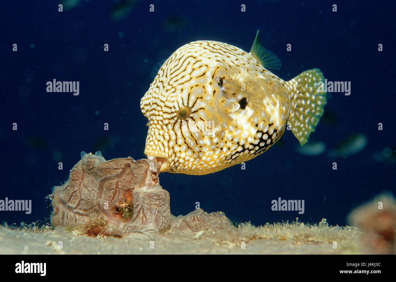 Mappa sphere fish hi-res stock photography and images - Alamy