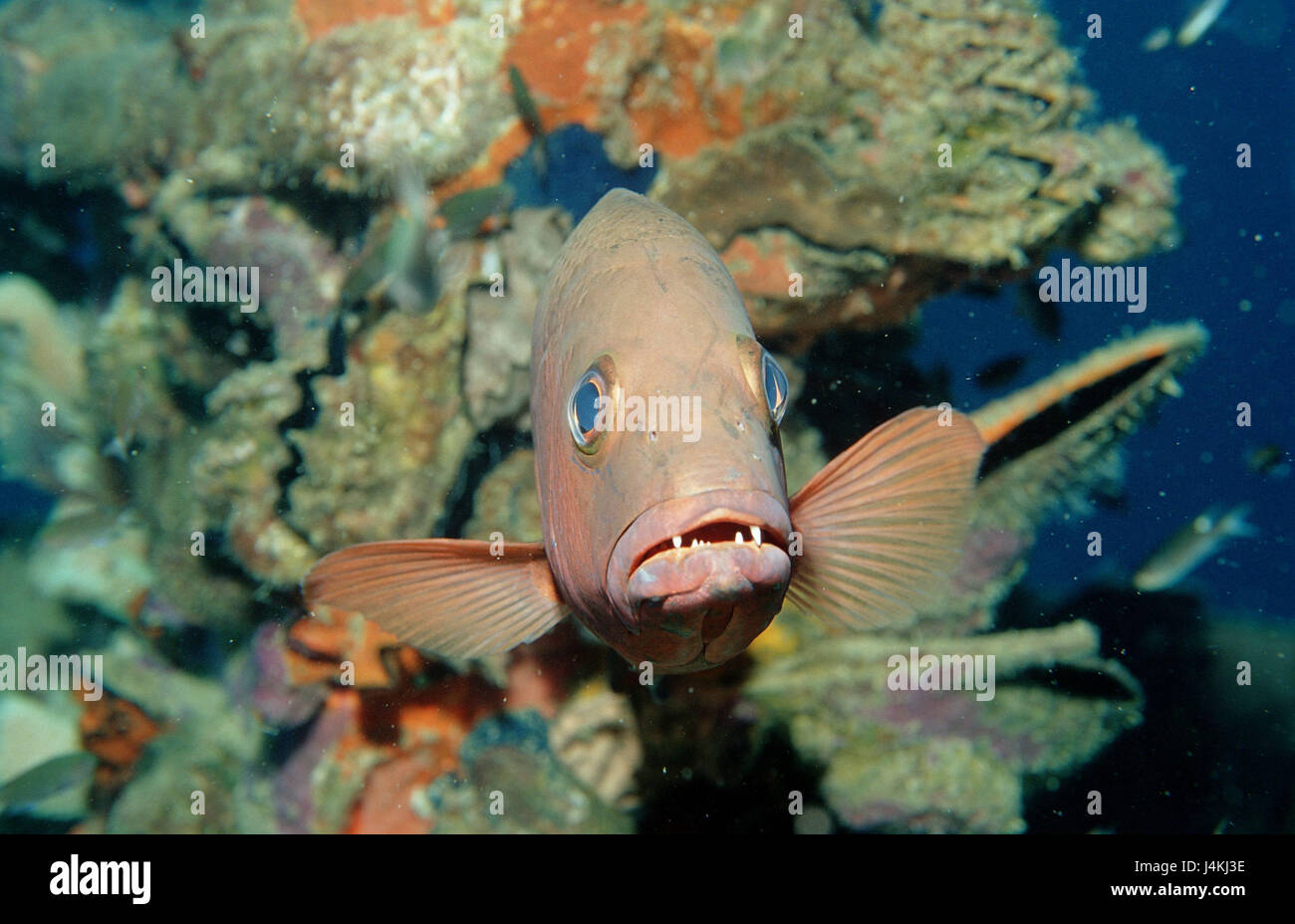 Blotch fish hi-res stock photography and images - Alamy