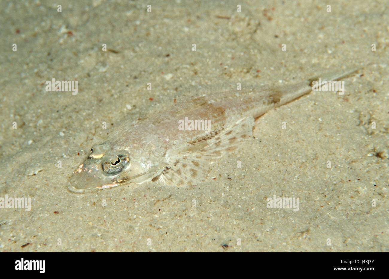 Young dwarf-flat head, crocodile fish, Thysanophrys chiltonae Stock ...