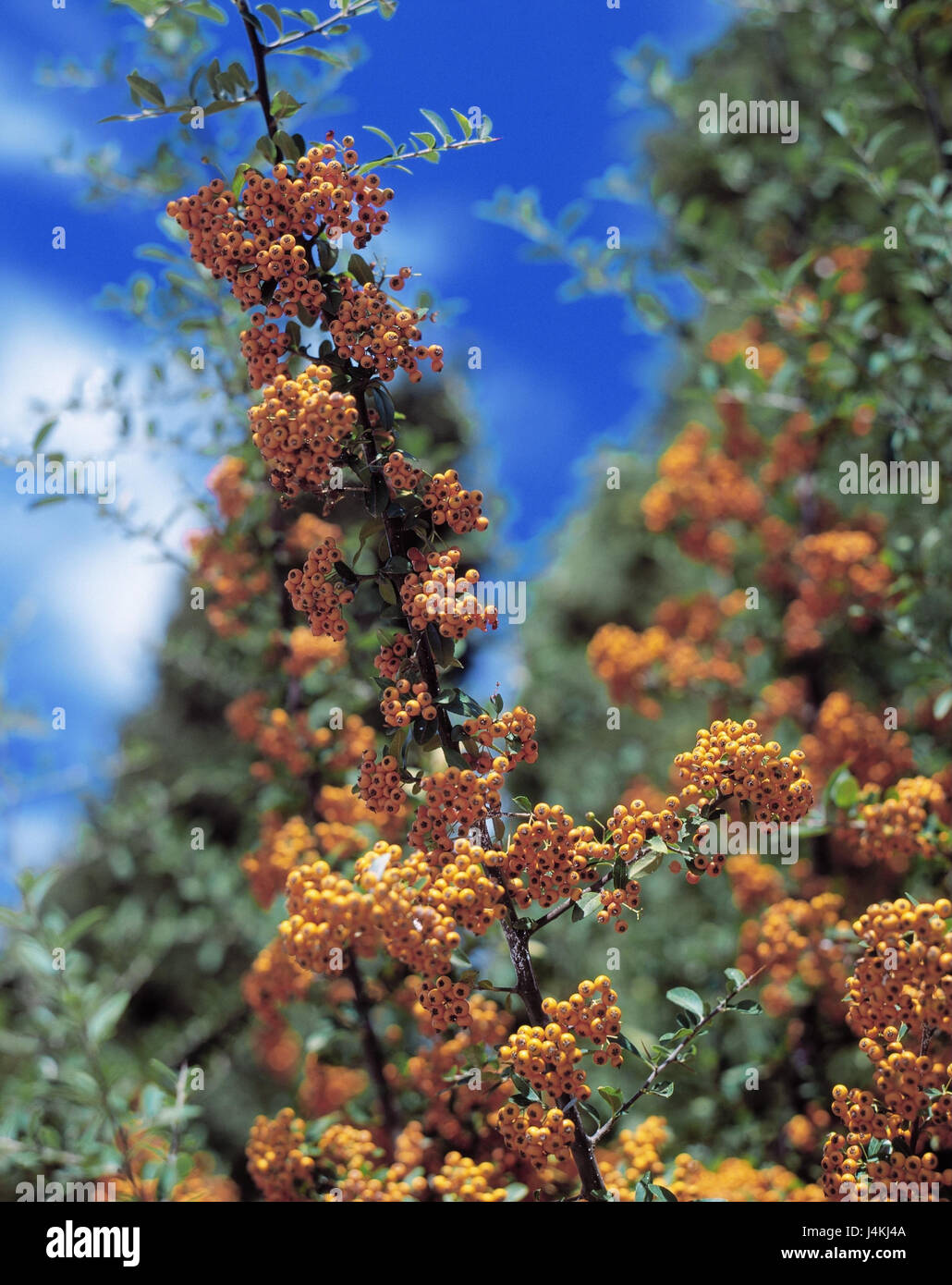 Fire spike, Pyracantha coccinea ornamental shrub, rose plant, berries ...
