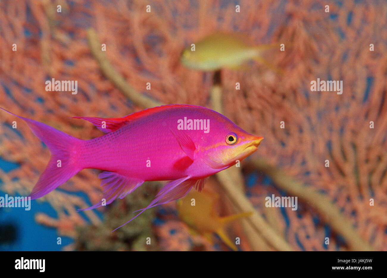 Tuka-flag perch, Pseudanthias tuka Stock Photo - Alamy