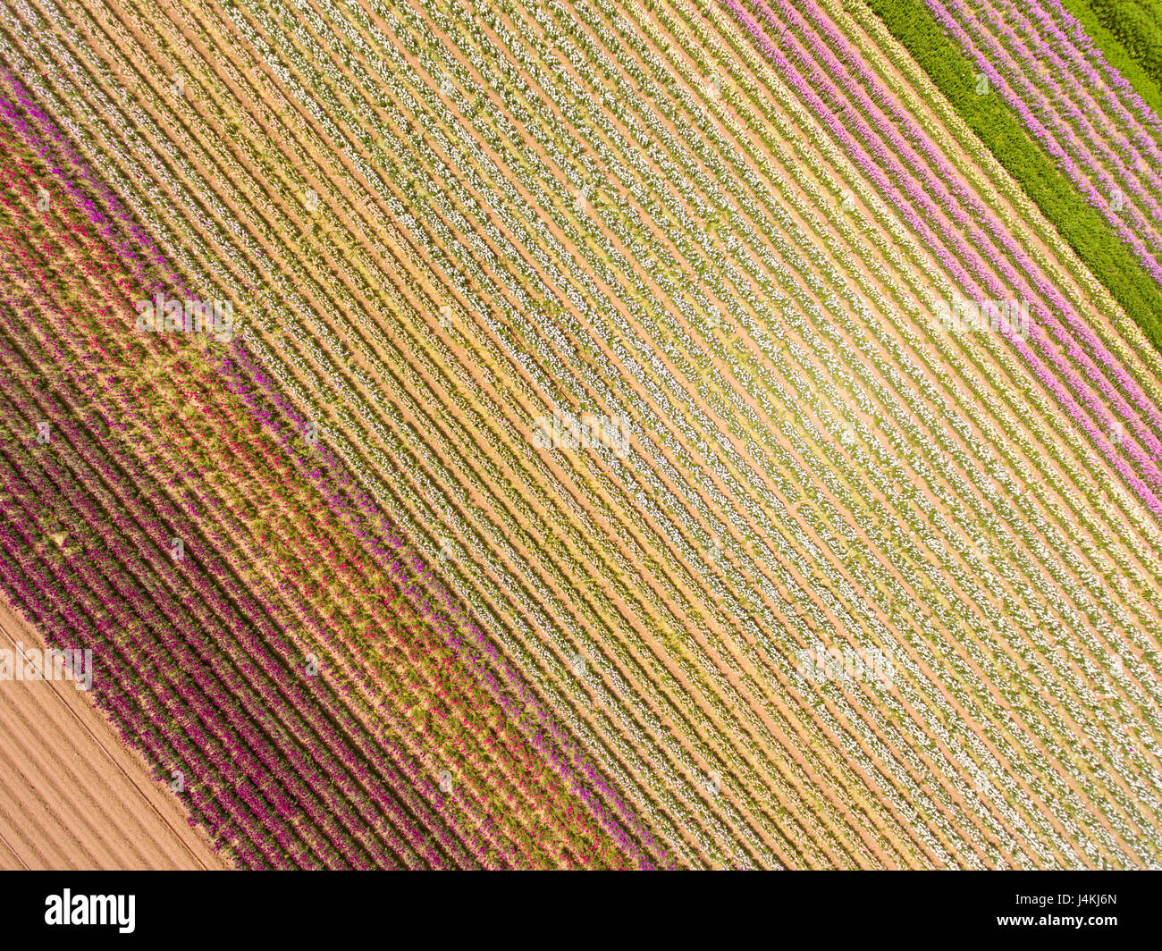 Flower fields aerial hi-res stock photography and images - Alamy