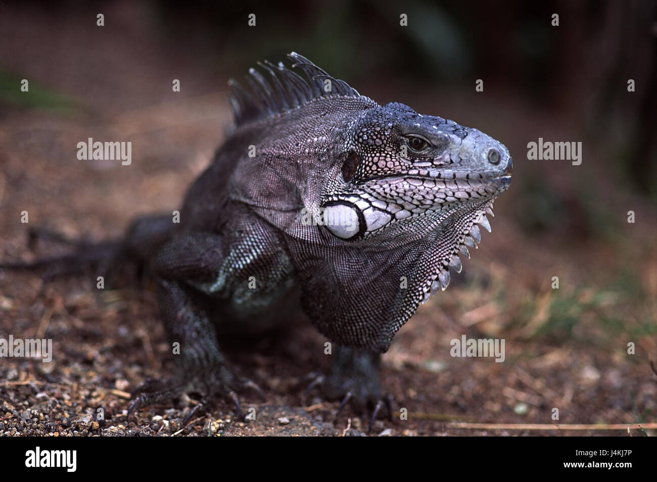 Guadeloupe, Les of the Saintes, Iguana animals, wild animals, the ...