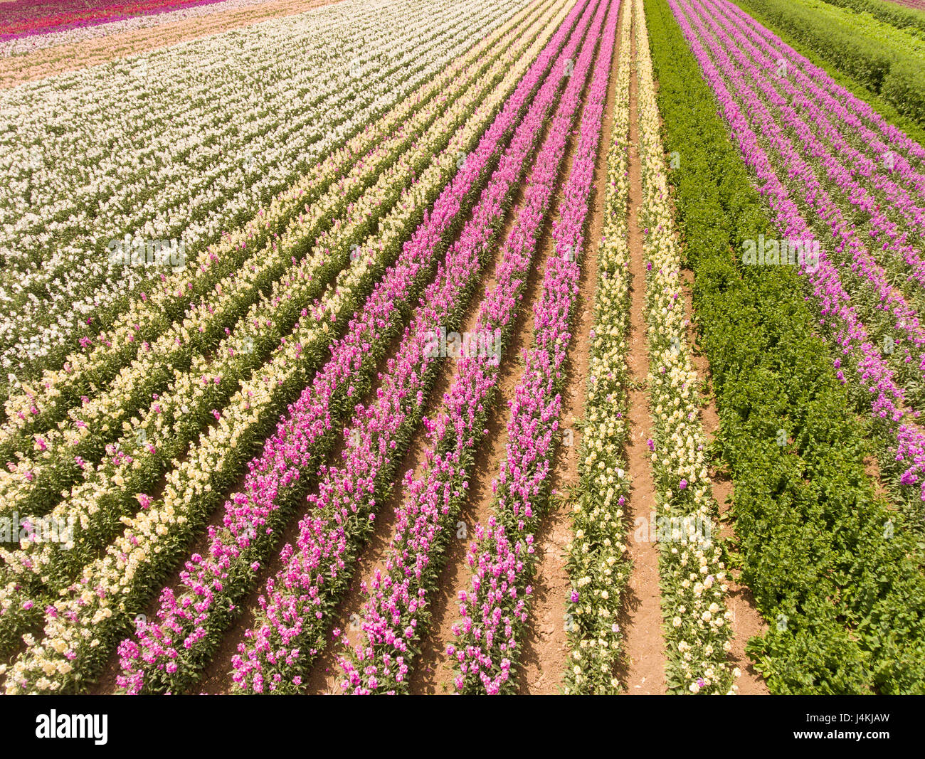Flower fields aerial hi-res stock photography and images - Alamy