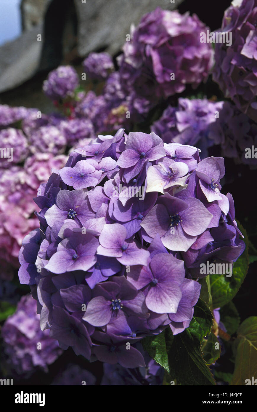 France, Brittany, hydrangeas, Hydrangea, blossoms, detail Europe, La ...