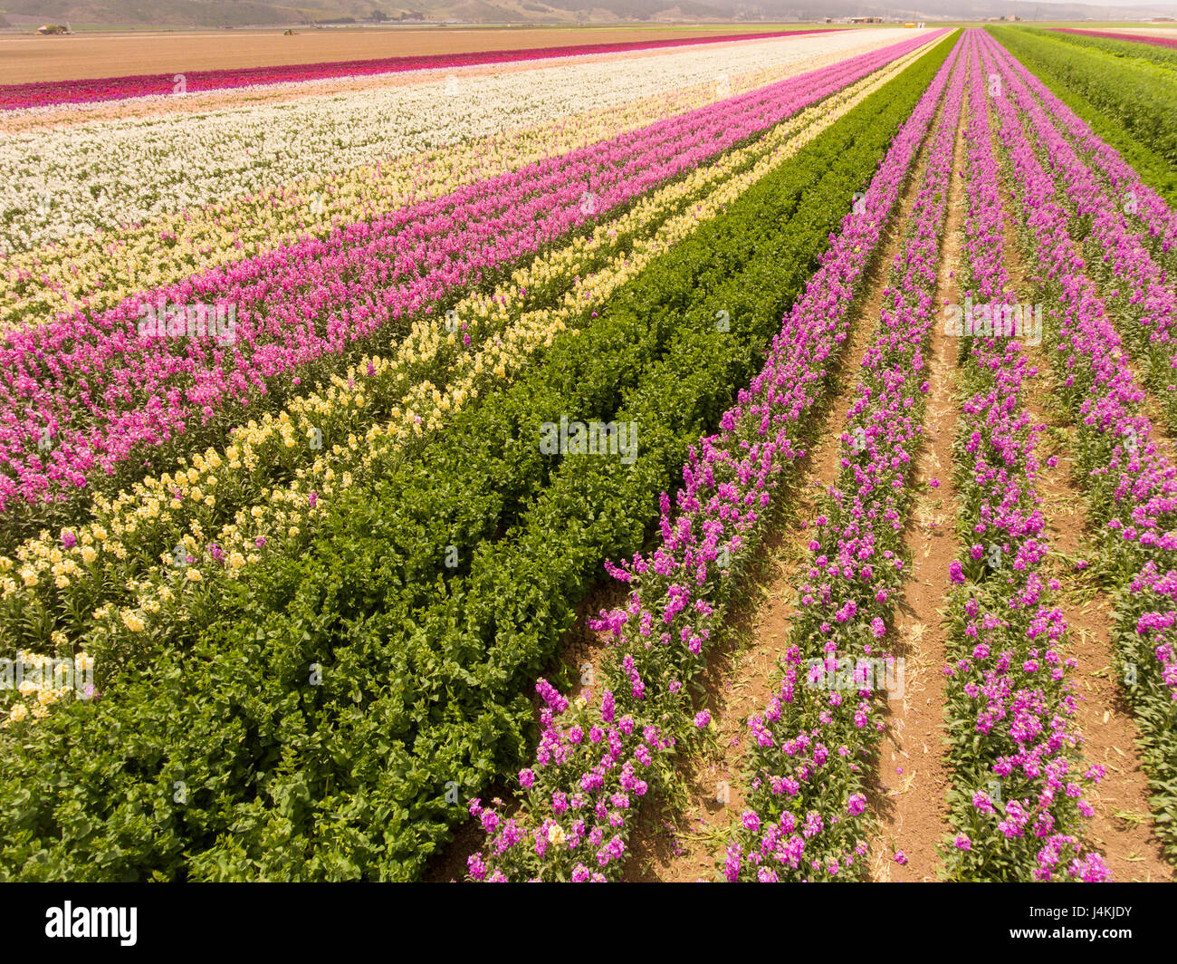 aerial of commercial flower fields, Lompoc, California Stock Photo - Alamy