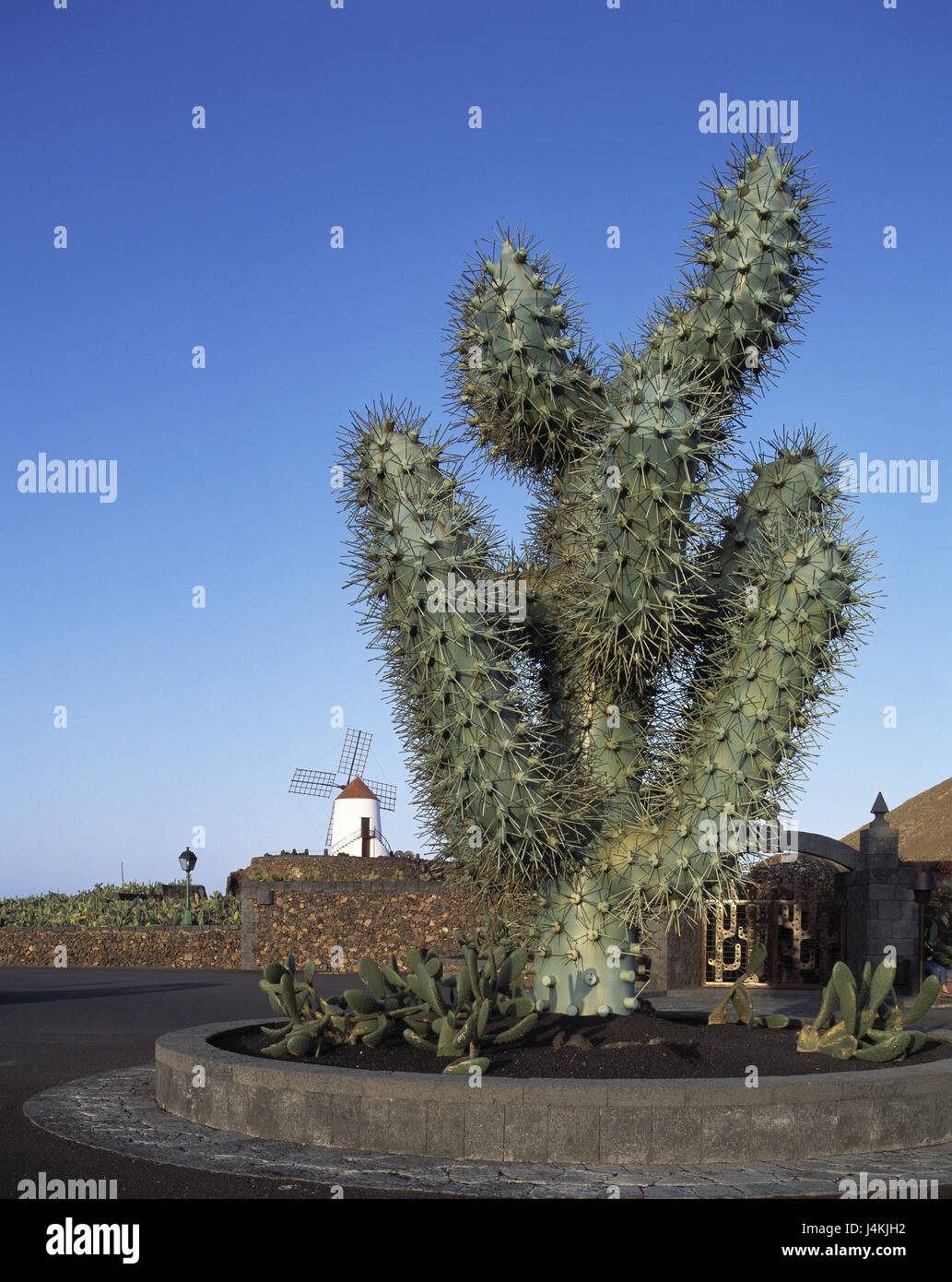 Spain, island Lanzarote, Guatiza, cactus garden, input range Europe ...