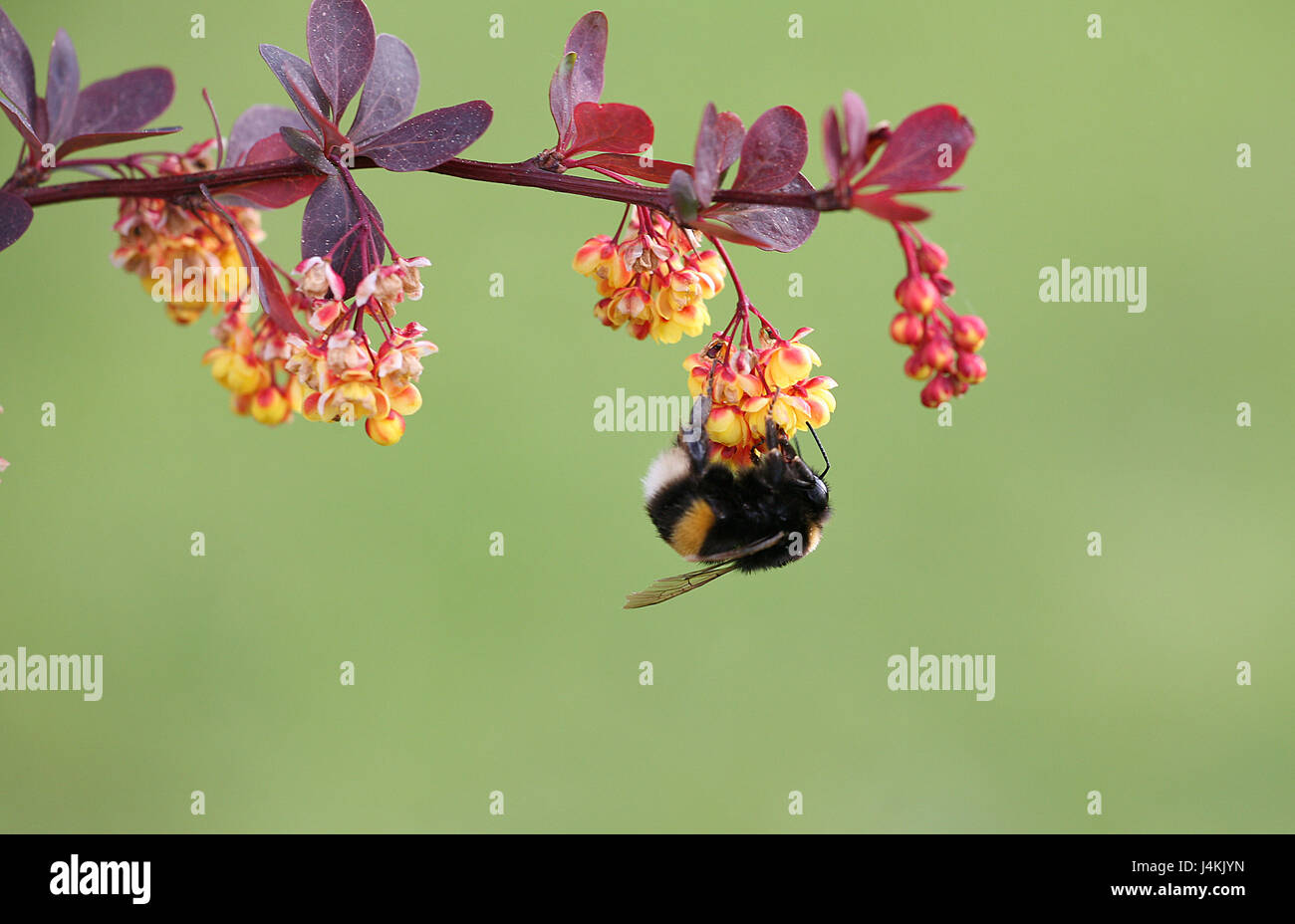 bumblebee on japanese barberry Stock Photo - Alamy