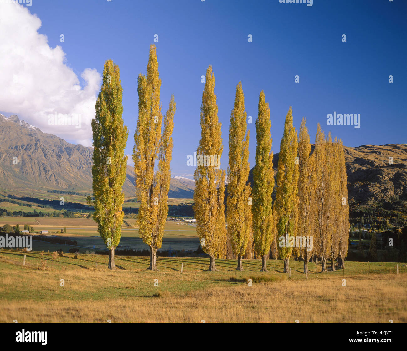 New Zealand, south island, close Queenstown, mountain landscape, tree ...