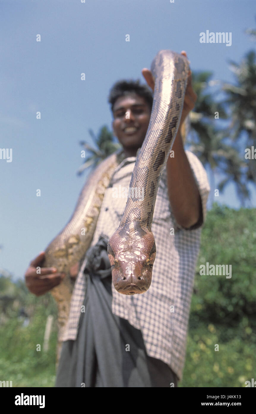 Sri Lanka, Hikkaduwa, man, young, smile, carry for giant python, Asia ...