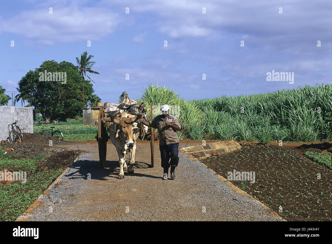 Sugarcane fields mauritius hi-res stock photography and images - Alamy