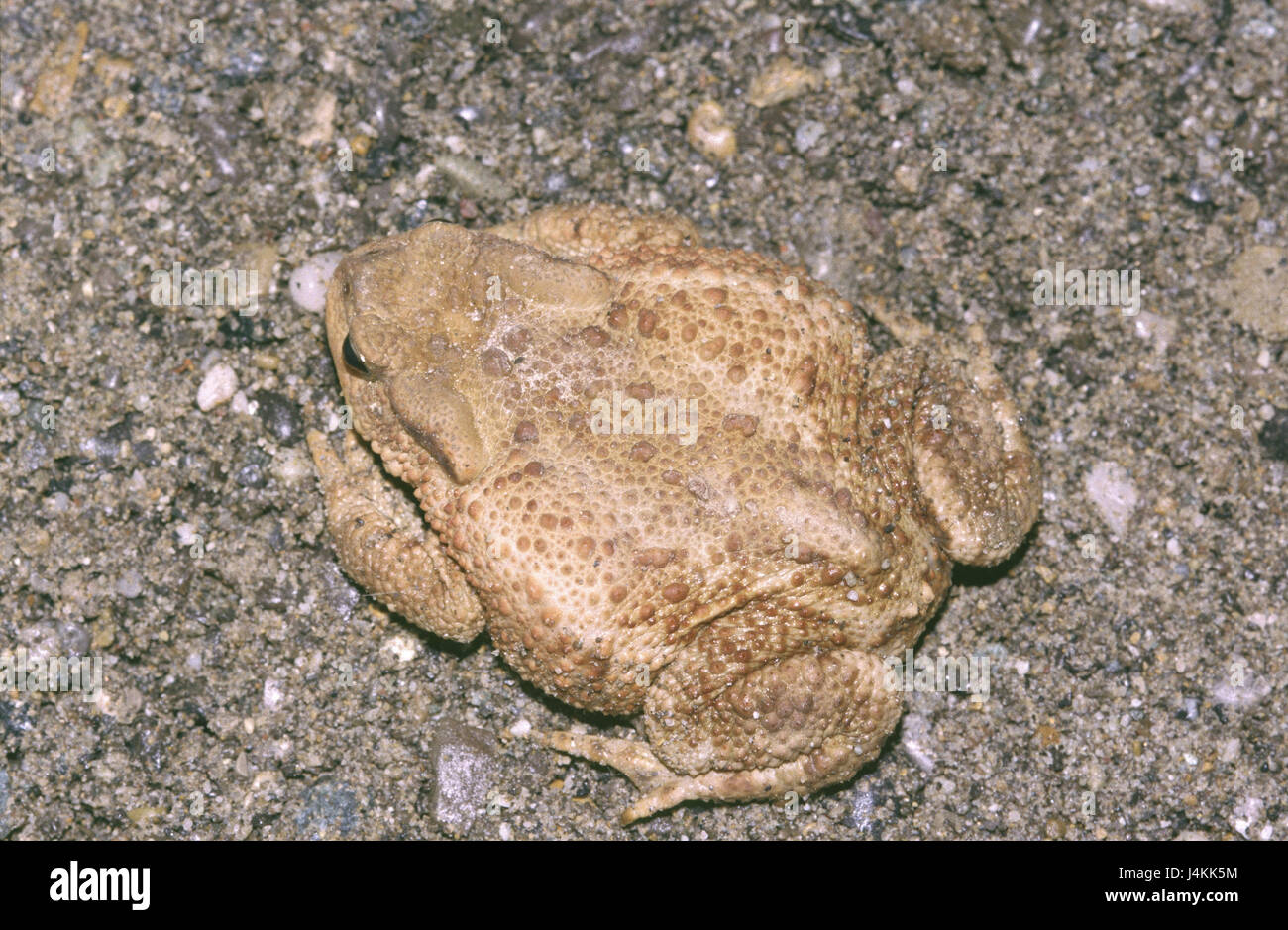 Gravel way, earth toad, Bufo bufo Europe, Germany, Baden-Wurttemberg ...