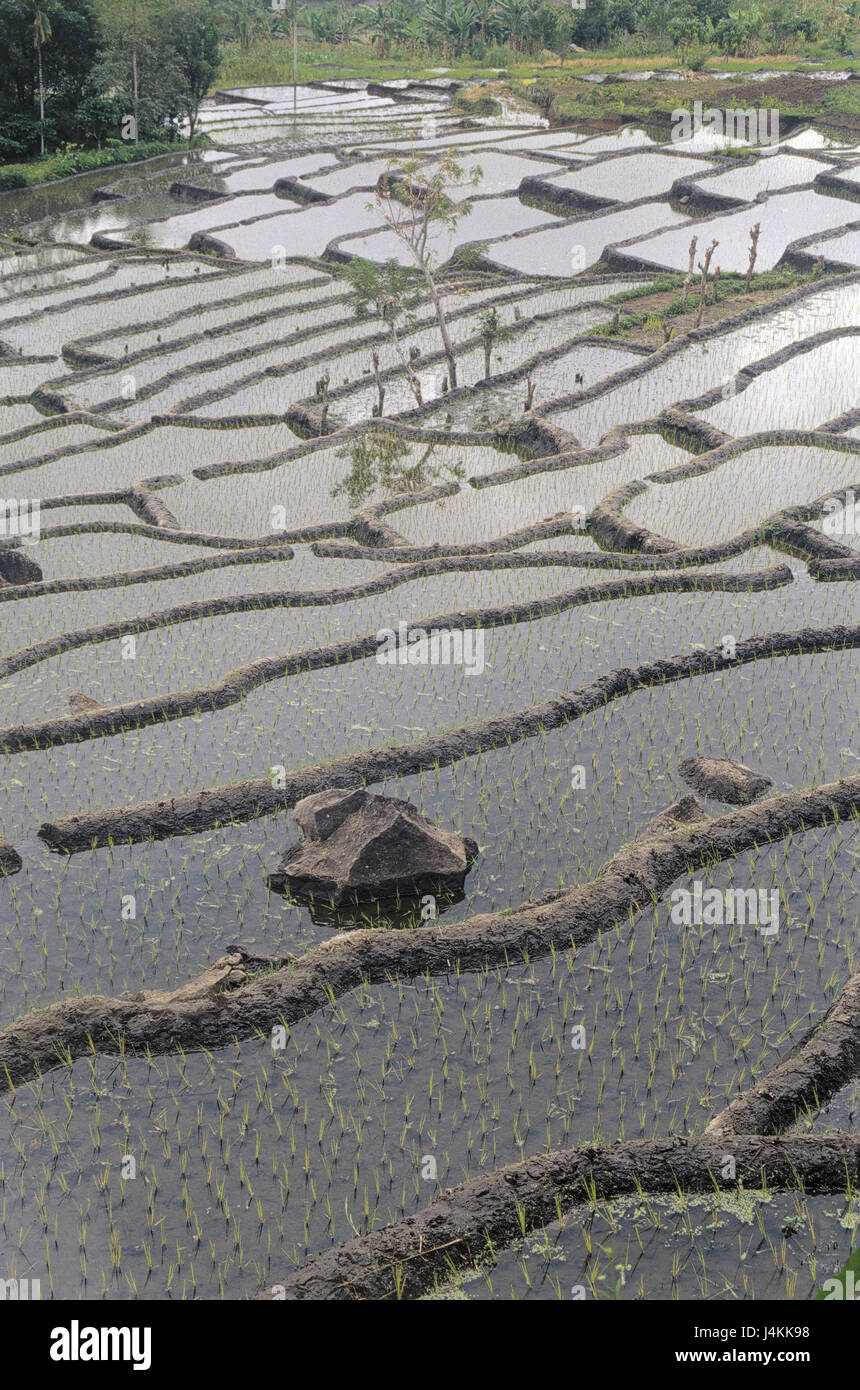 Indonesia, island Flores, Moni, travel terraces Asia, South-East Asia ...