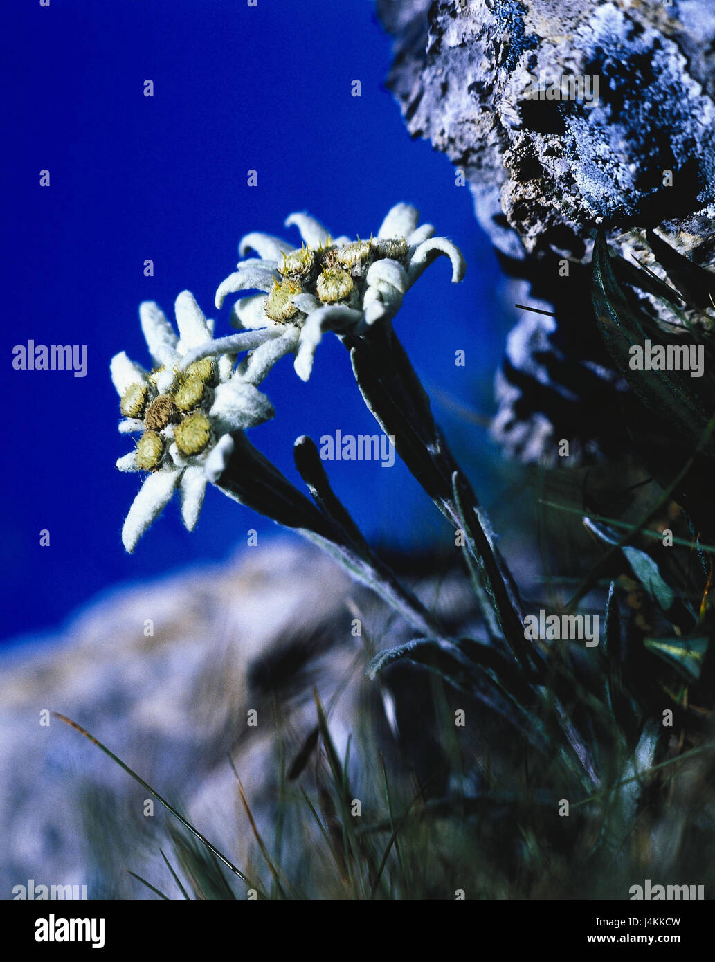 Edelweiss, Leontopodium alpinum, blossoms mountains, rock, plant ...