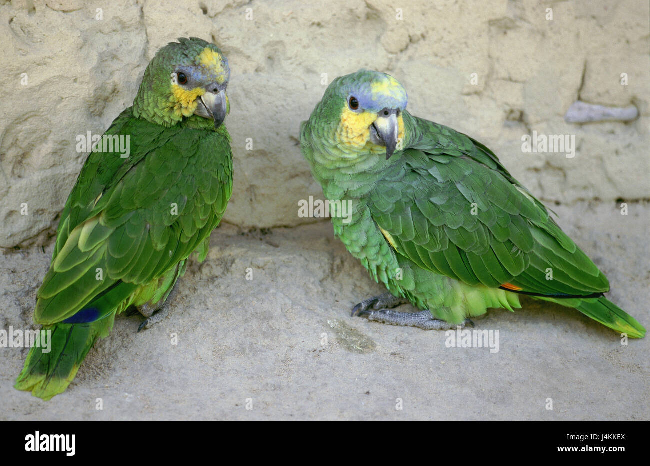 Parrots, Venezuela amazons, Amazona amazonica animal, animals, animal ...