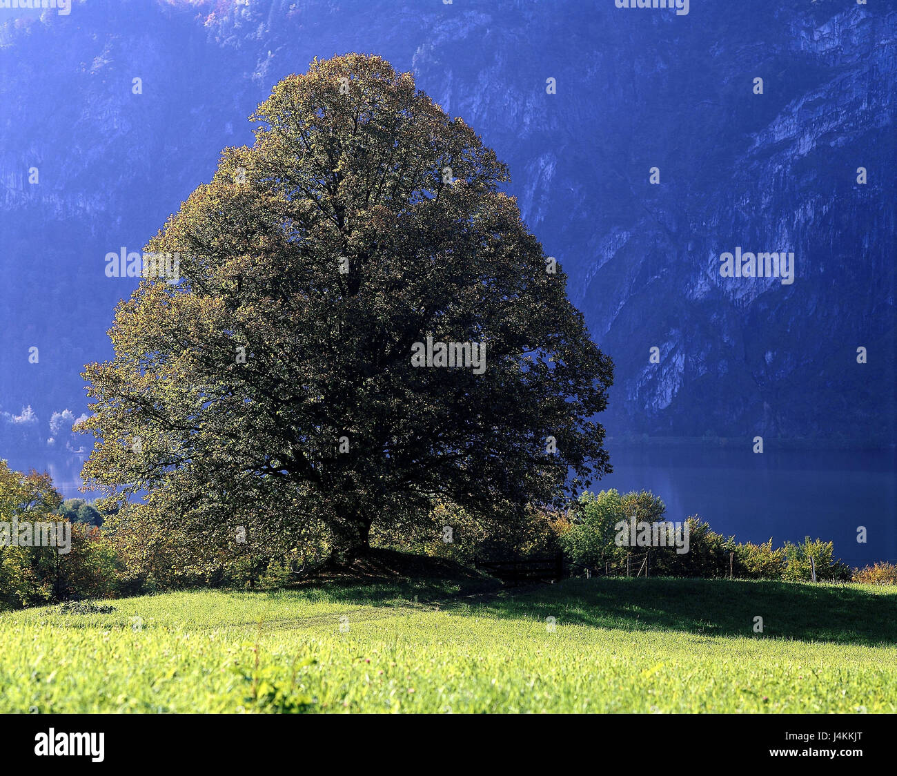 Meadow, lime-tree, Tilia spec., autumn lake, shore, lime plants, broad ...