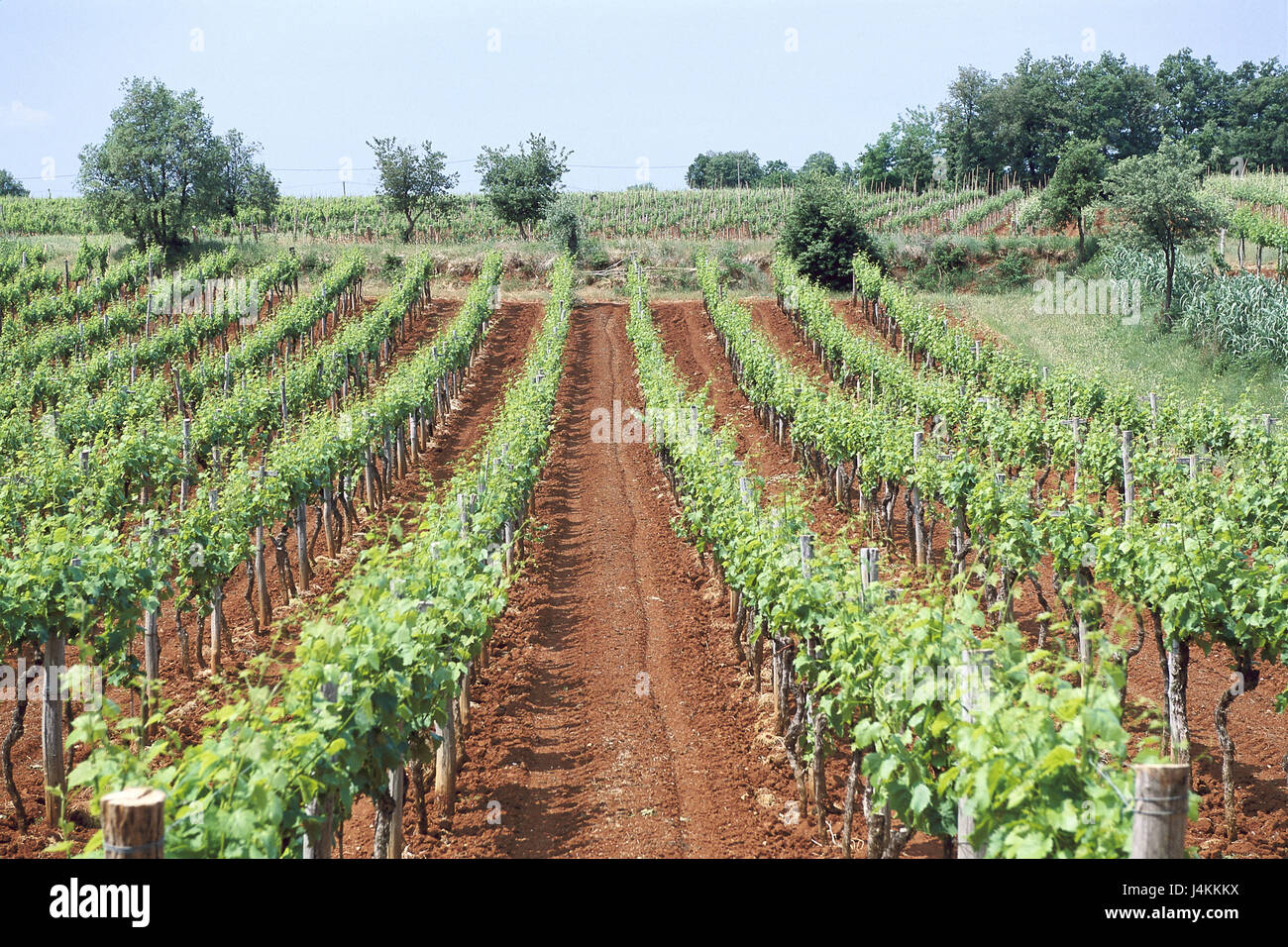 Croatia, Istria, wine-growing area, field, vines Europe, Southeast ...