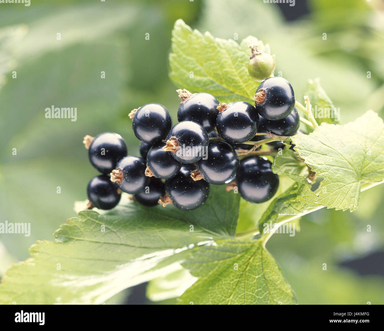 Johannisbeerstrauch hi-res stock photography and images - Alamy
