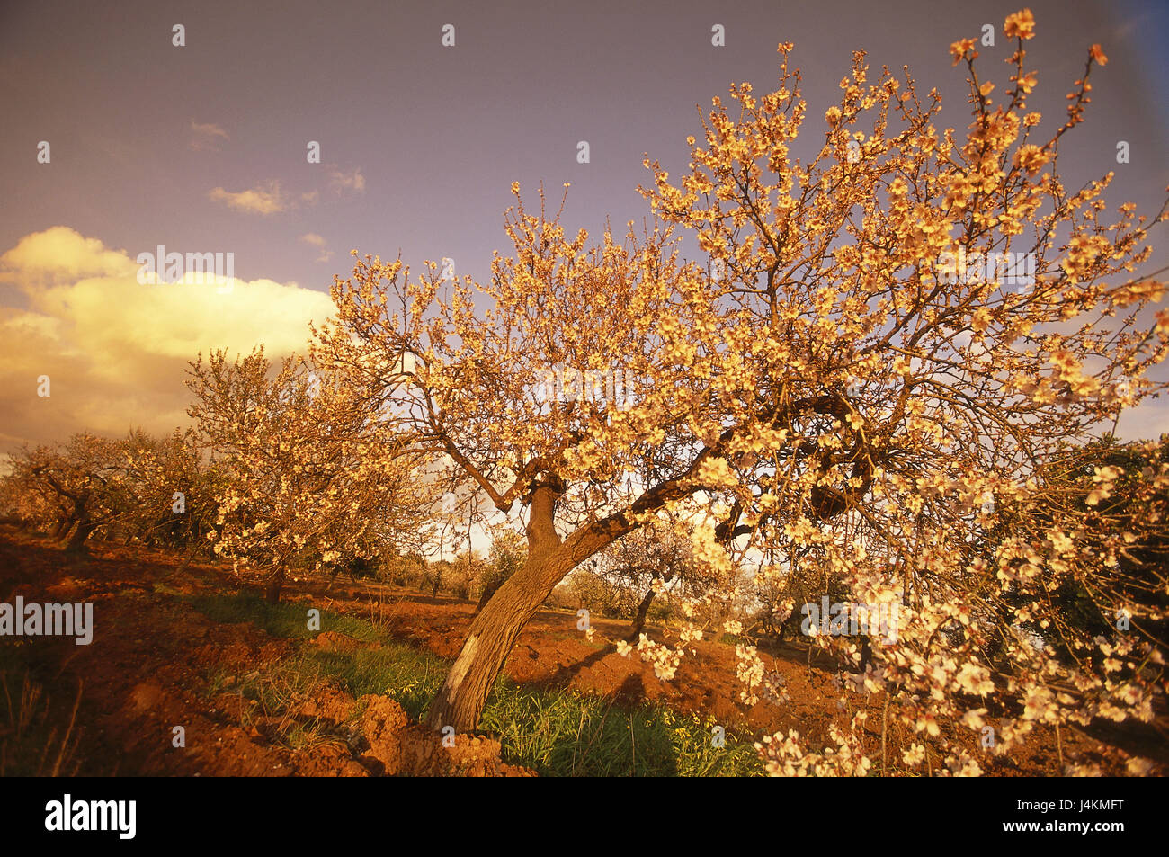 Spain, Majorca, close Sineu, almond tree plantation, detail, spring ...