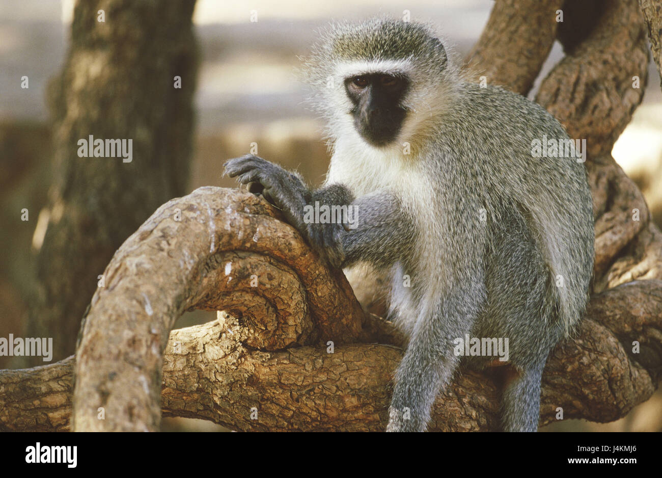 Tree, branches, detail, green long-tailed monkey, Cercopithecus ...
