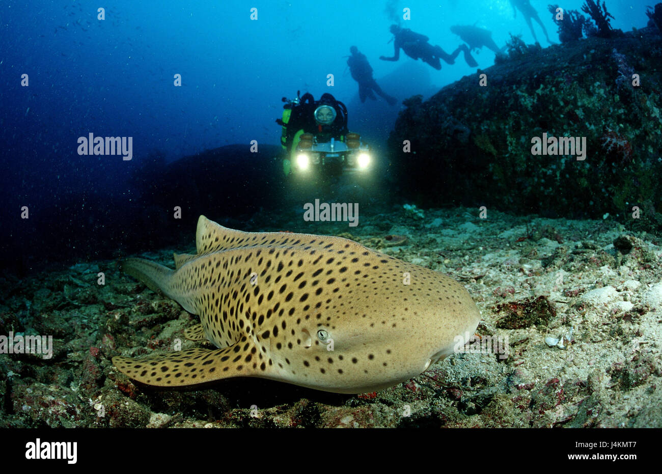 Leopards skin hi-res stock photography and images - Alamy