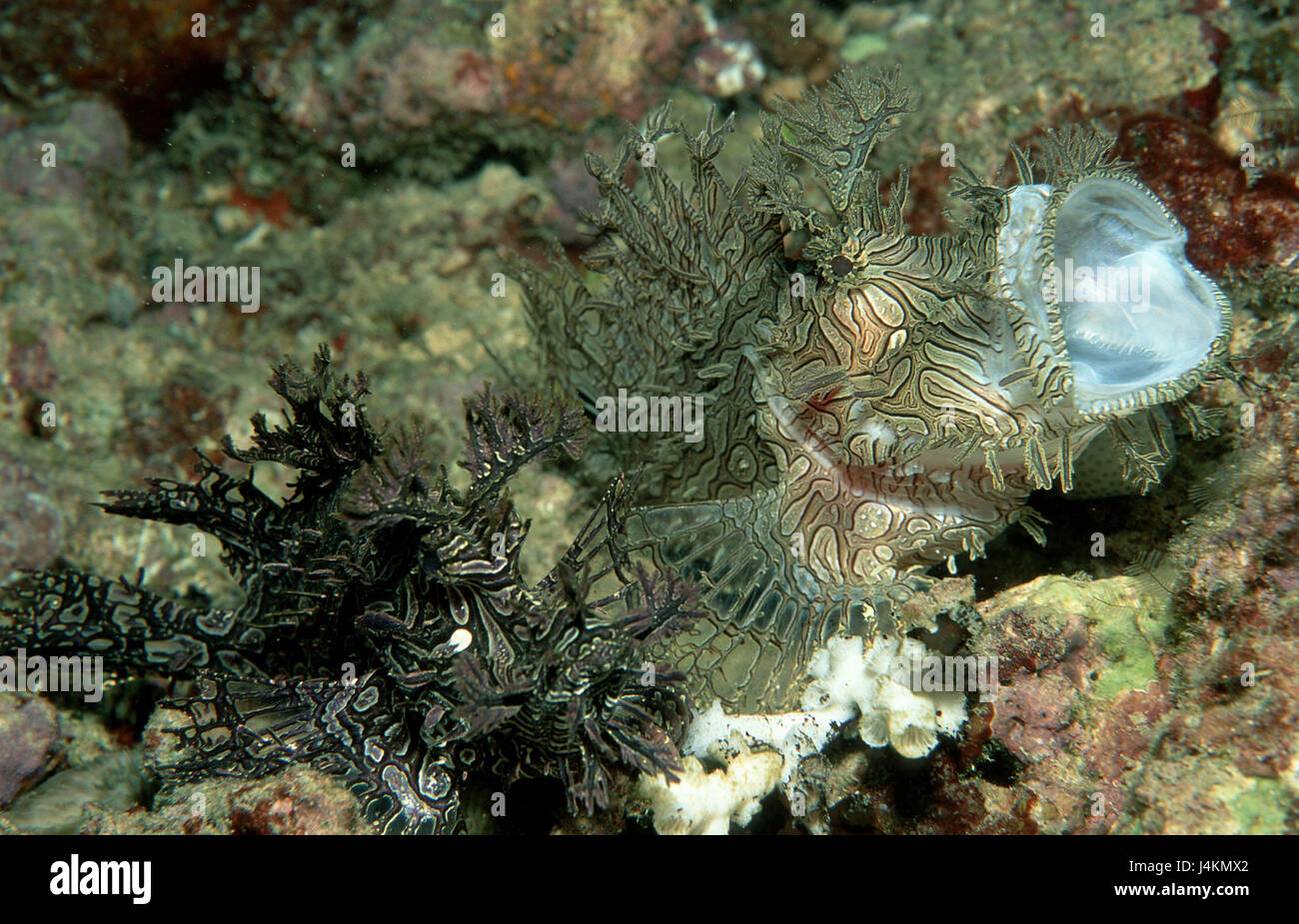 Alga scorpion fish, Rhinopias aphanes Stock Photo - Alamy