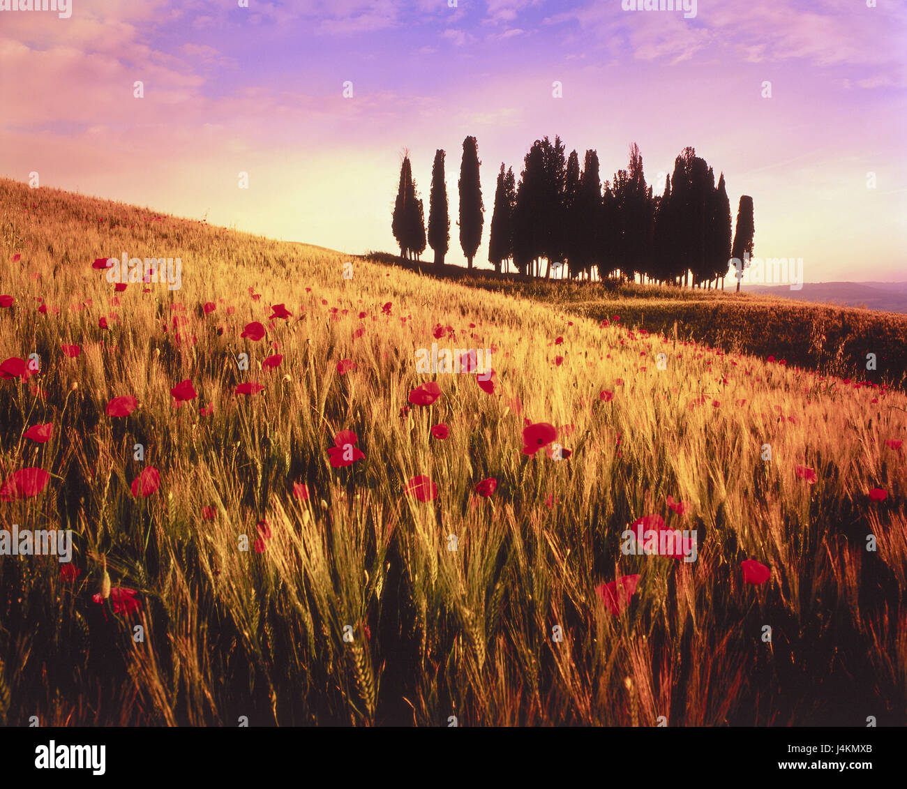 Italy, Tuscany, Val d'Orcia, hill, grain-field, poppies, cypresses ...
