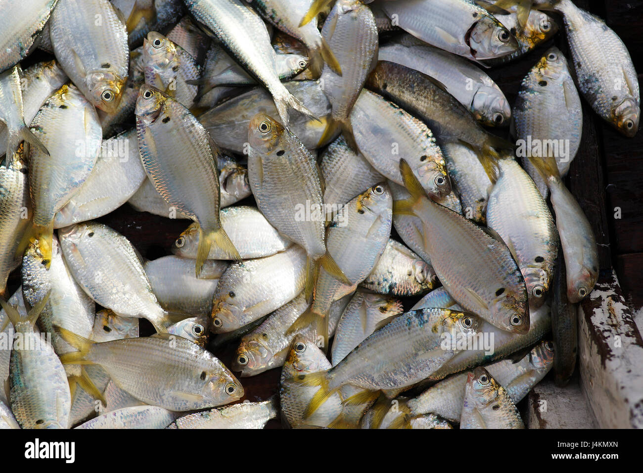 Harvest fish hi-res stock photography and images - Alamy