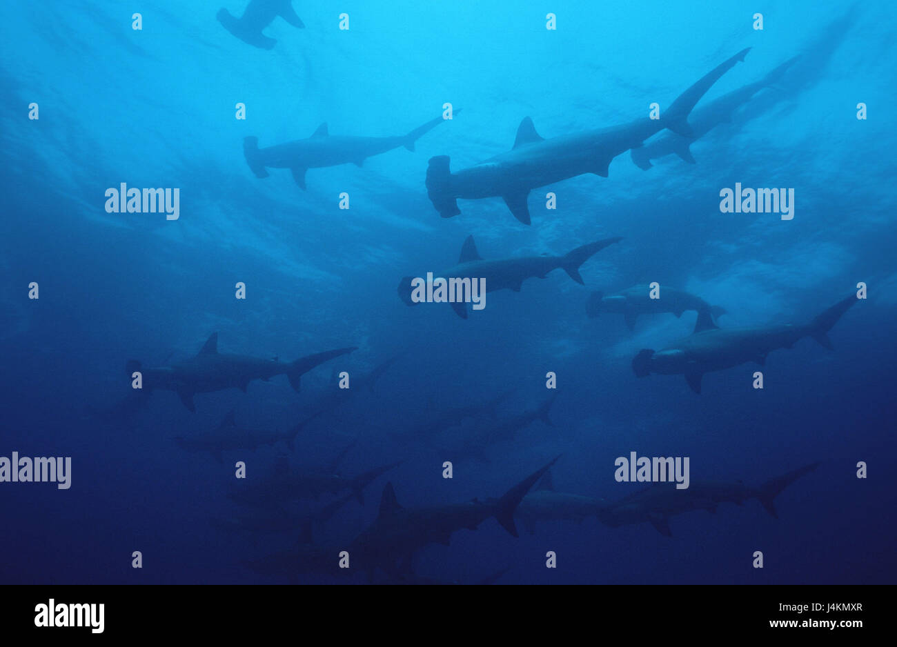 Bow forehead hi-res stock photography and images - Alamy