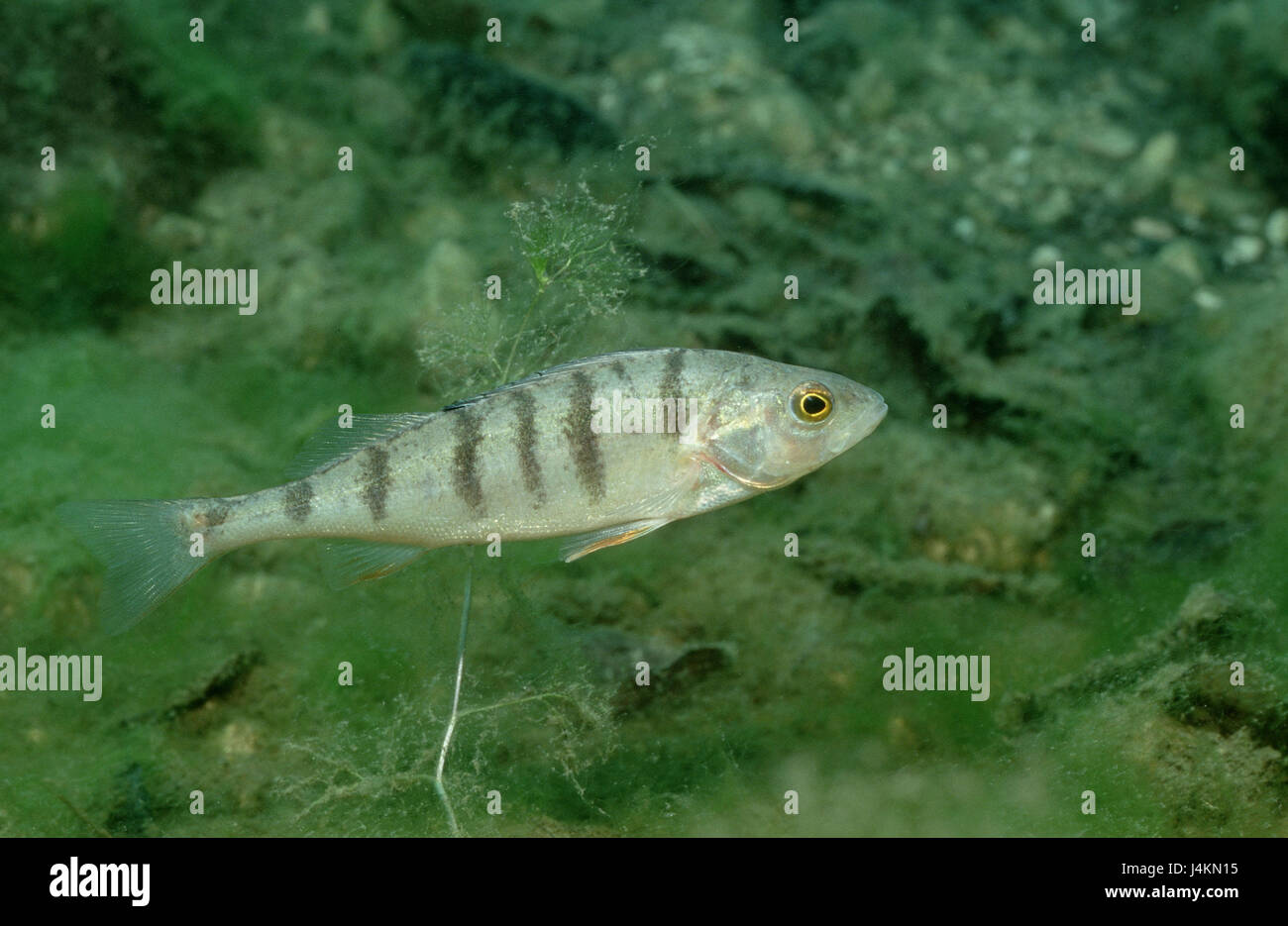 Perches horizontally hi-res stock photography and images - Alamy