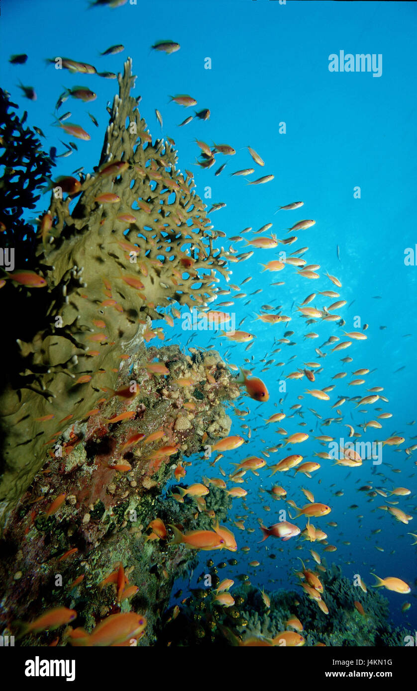 Coral reef with flag perches hi-res stock photography and images - Alamy