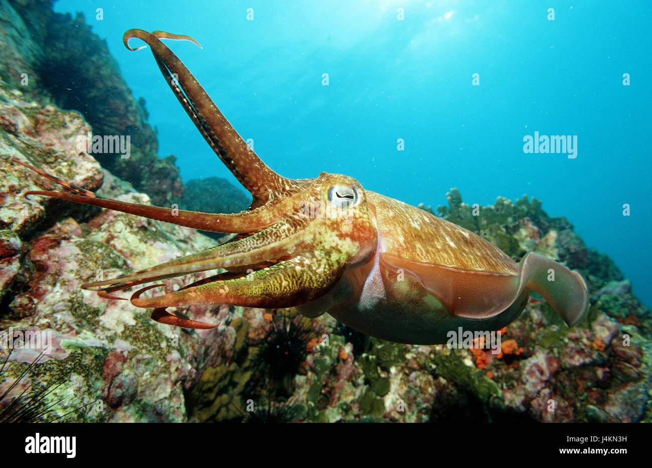 Pharaoh's cuttlefish, cuttlefish pharaonis Stock Photo - Alamy