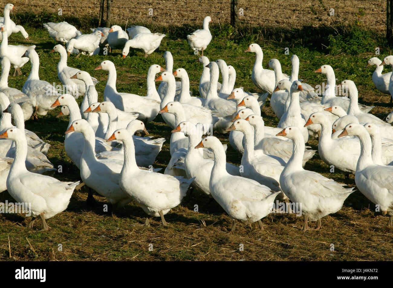 Goose's crowd , goose's birds, Anserinae, house geese, geese, crowd ...