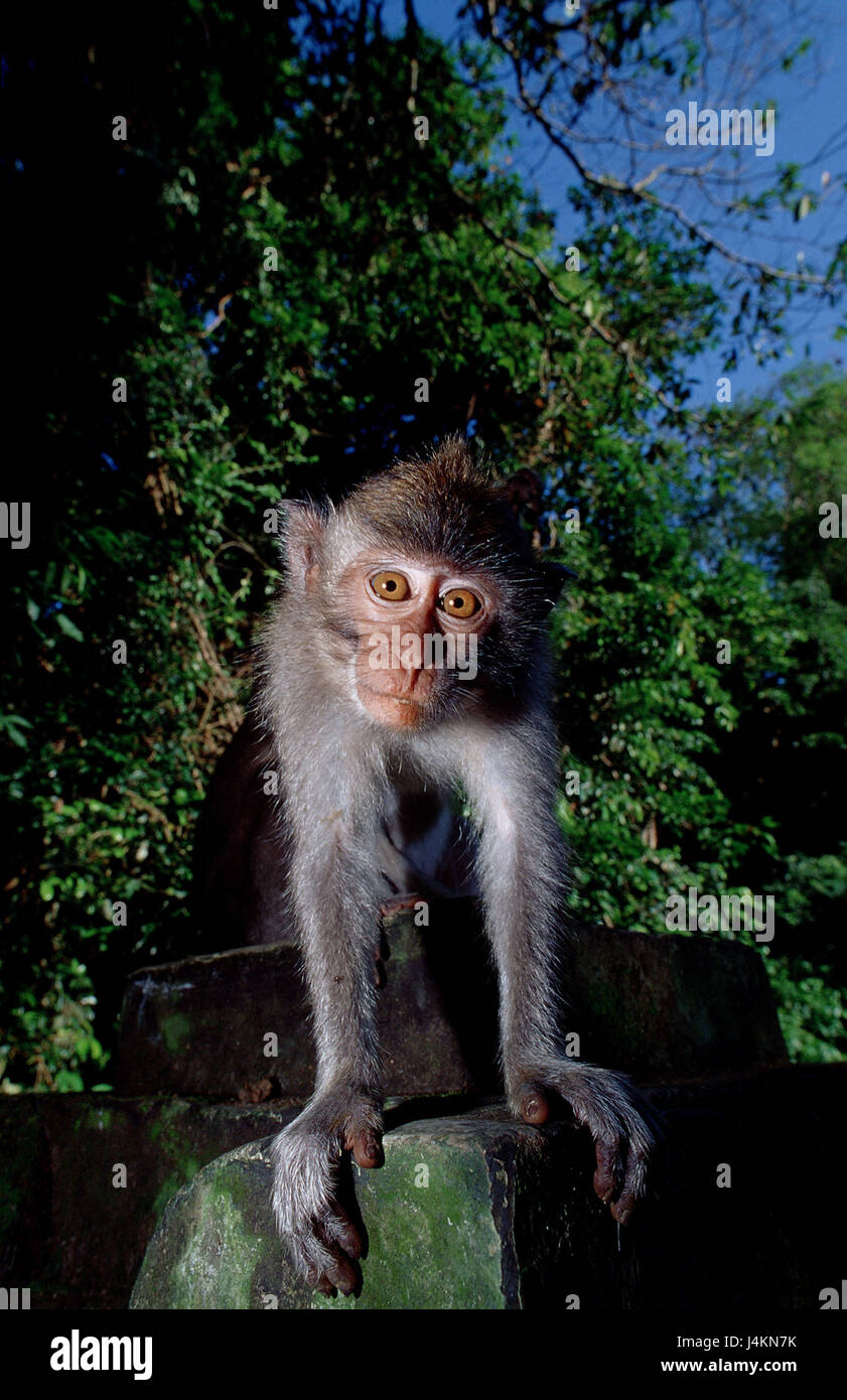 Fasciularis hi-res stock photography and images - Alamy