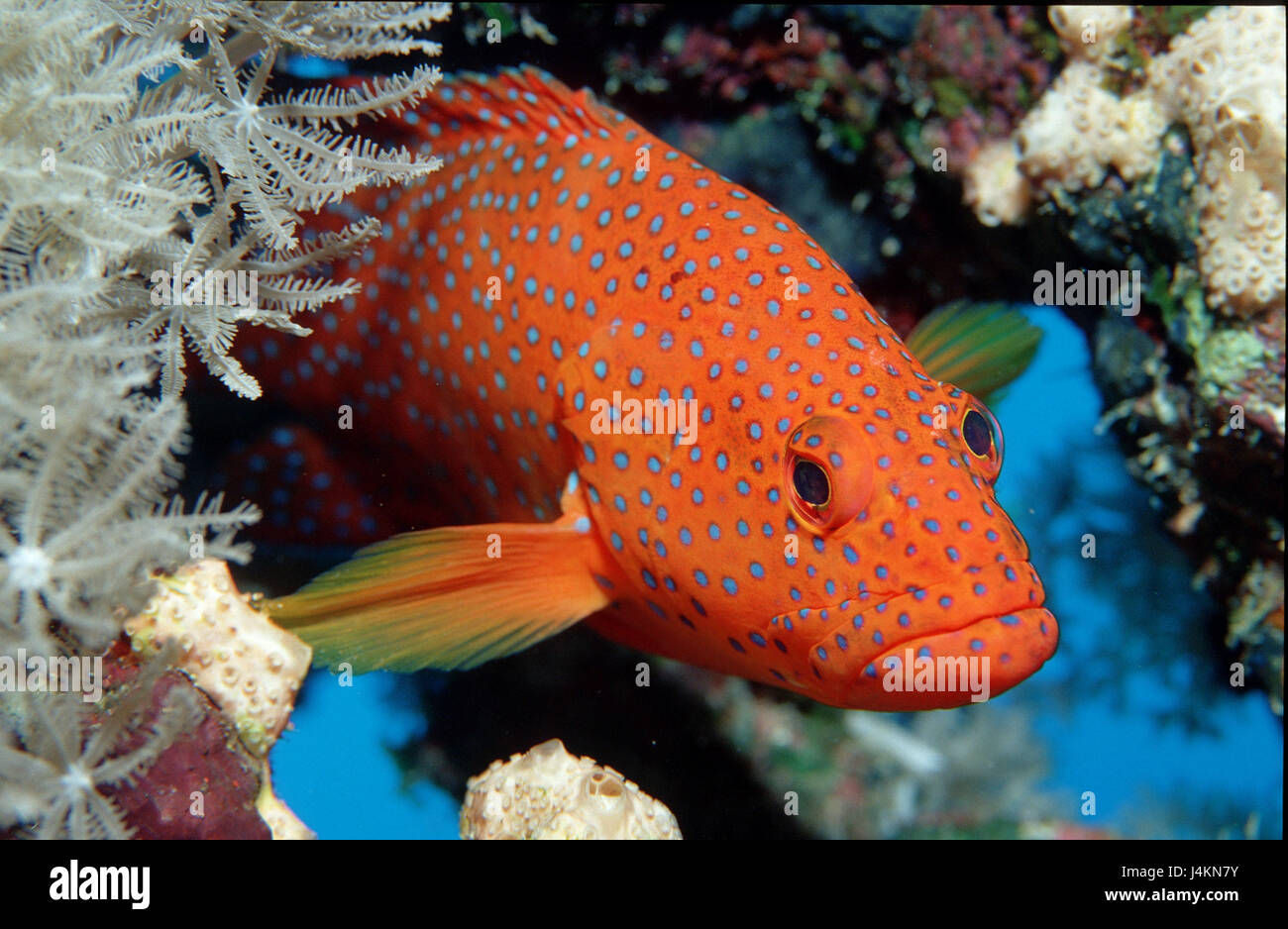 Jewels-jag perch, Cephalopholis miniata, coral reef Stock Photo - Alamy