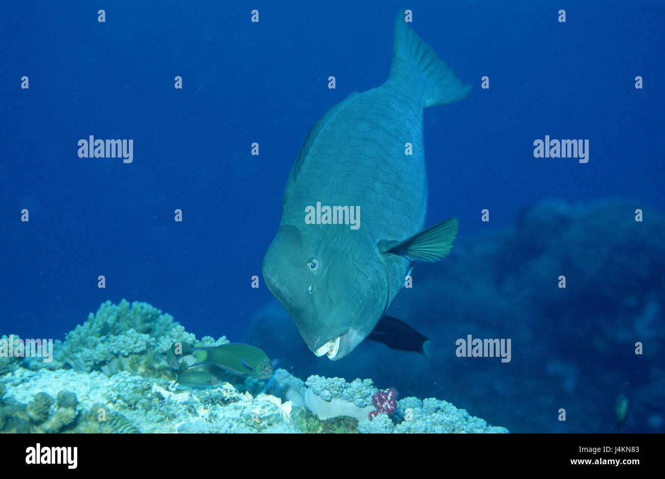 Buffalo head parrot fish, Bolbometopon muricatum Stock Photo - Alamy