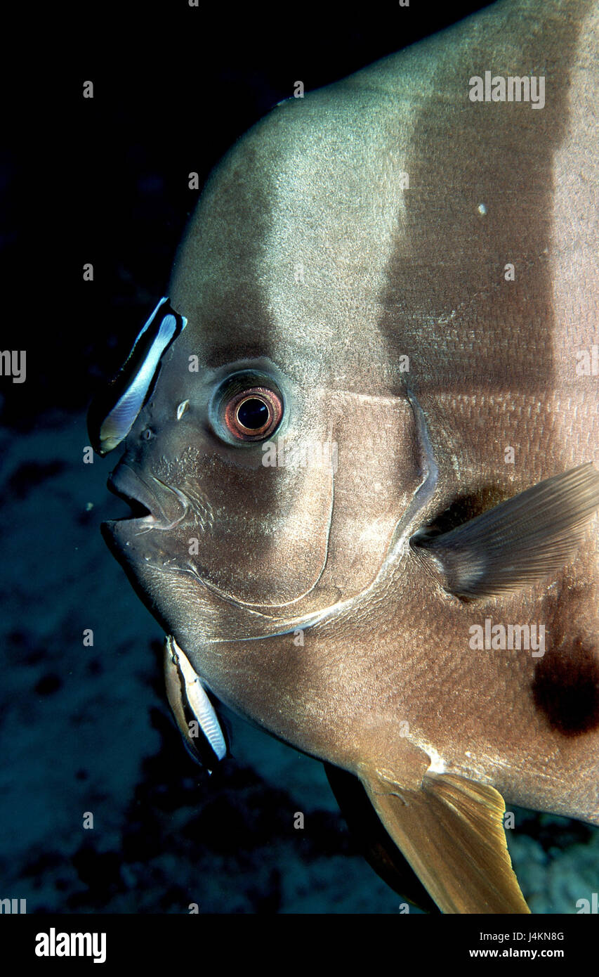 Long fins bat fish hi-res stock photography and images - Alamy