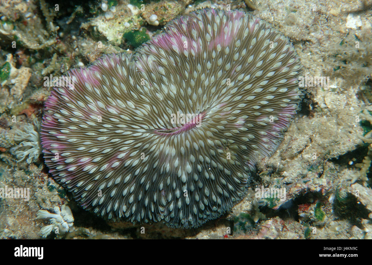 Fungus coral, Ctenactis echinata Stock Photo - Alamy